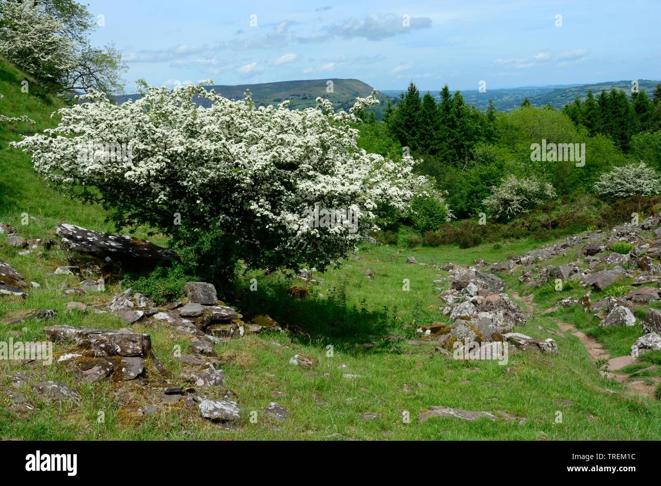 National flower of wales uk hi-res stock photography and images - Alamy