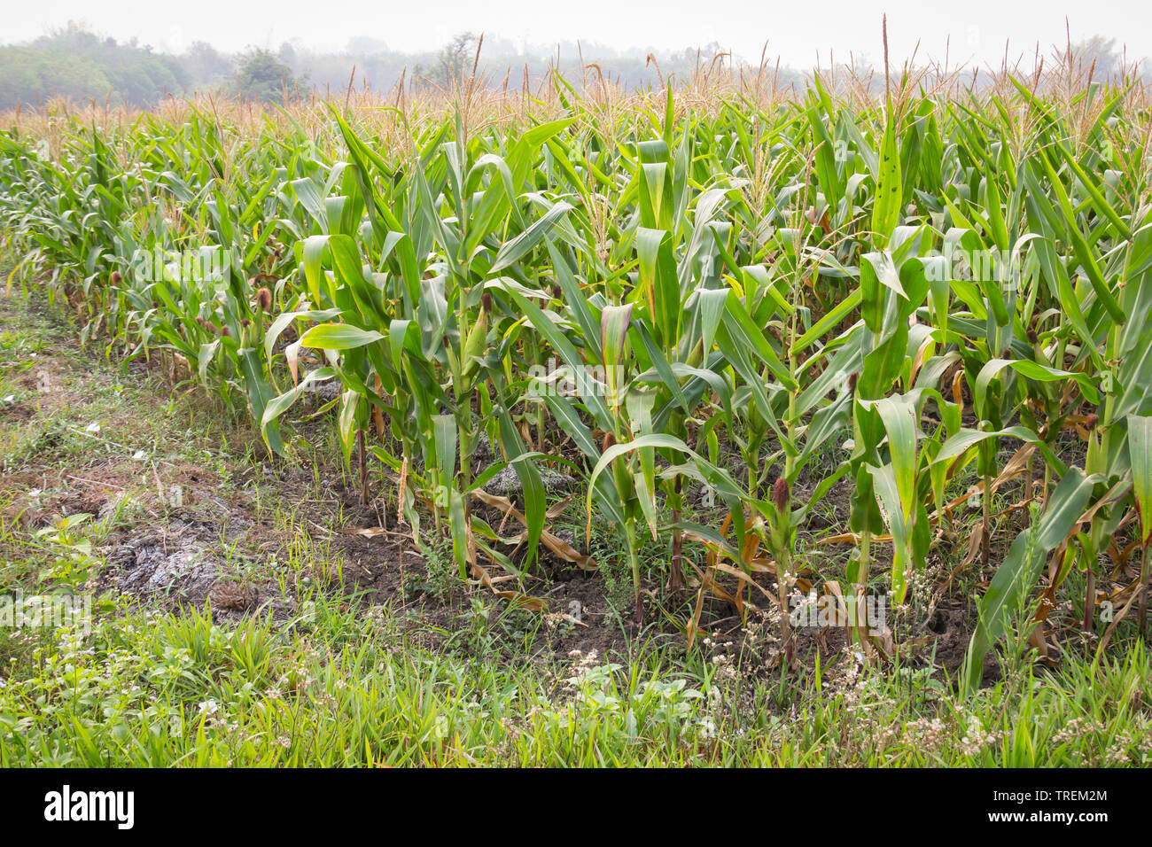 Sweet corn in the garden Stock Photo - Alamy