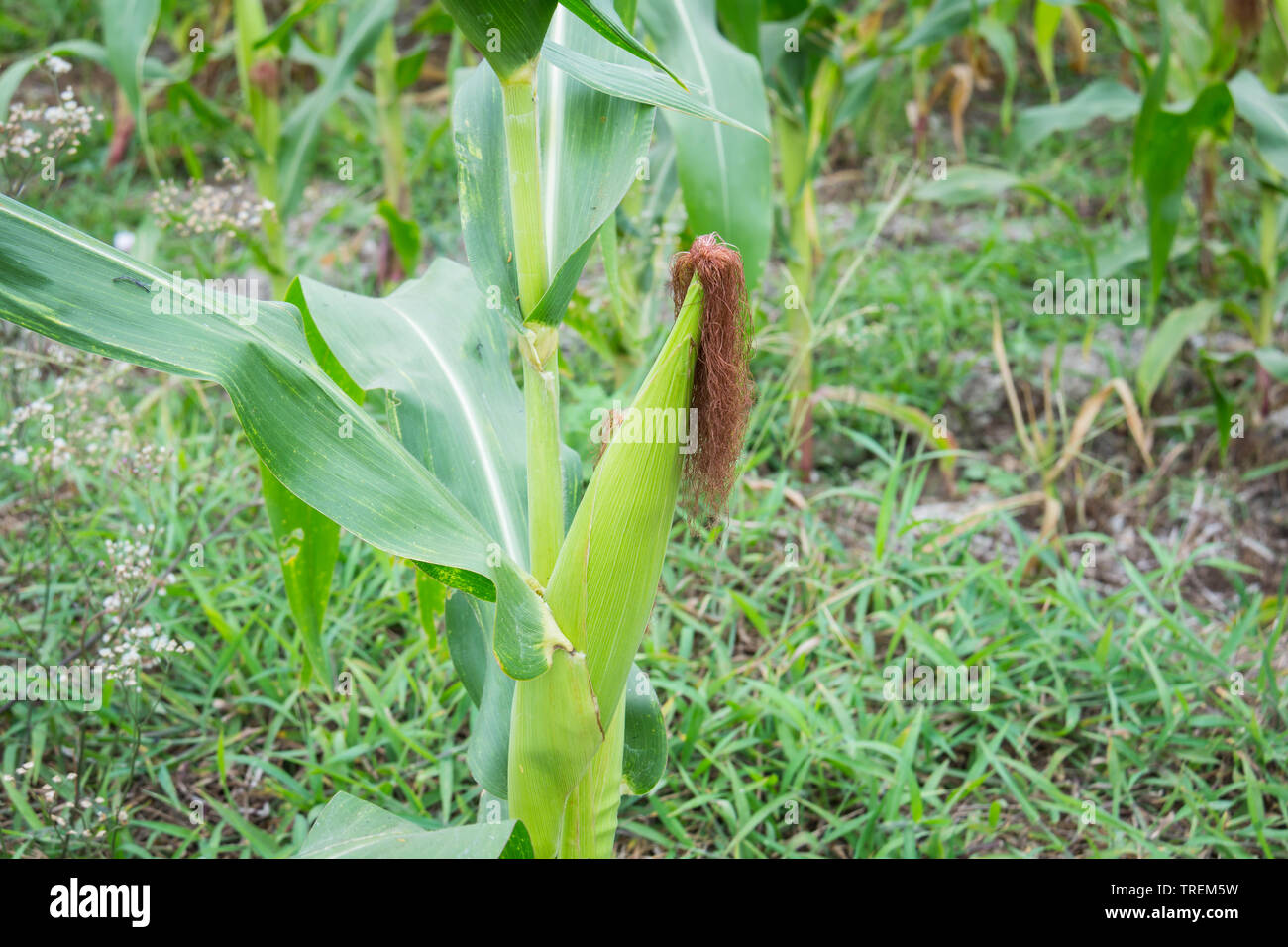Sweet corn in the garden Stock Photo - Alamy