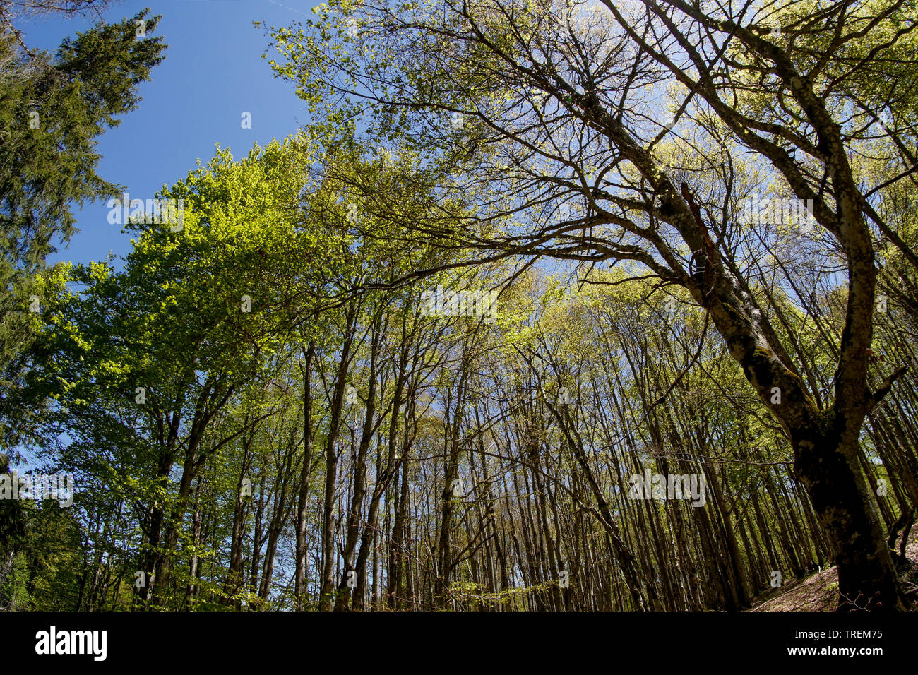 Forest, Plateau du Retord, Ain, France Stock Photo - Alamy