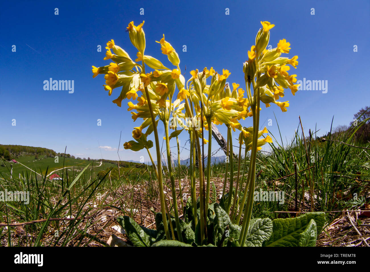 Coucou flowers, Officinale primrose (Primula veris), Plateau du Retord ...