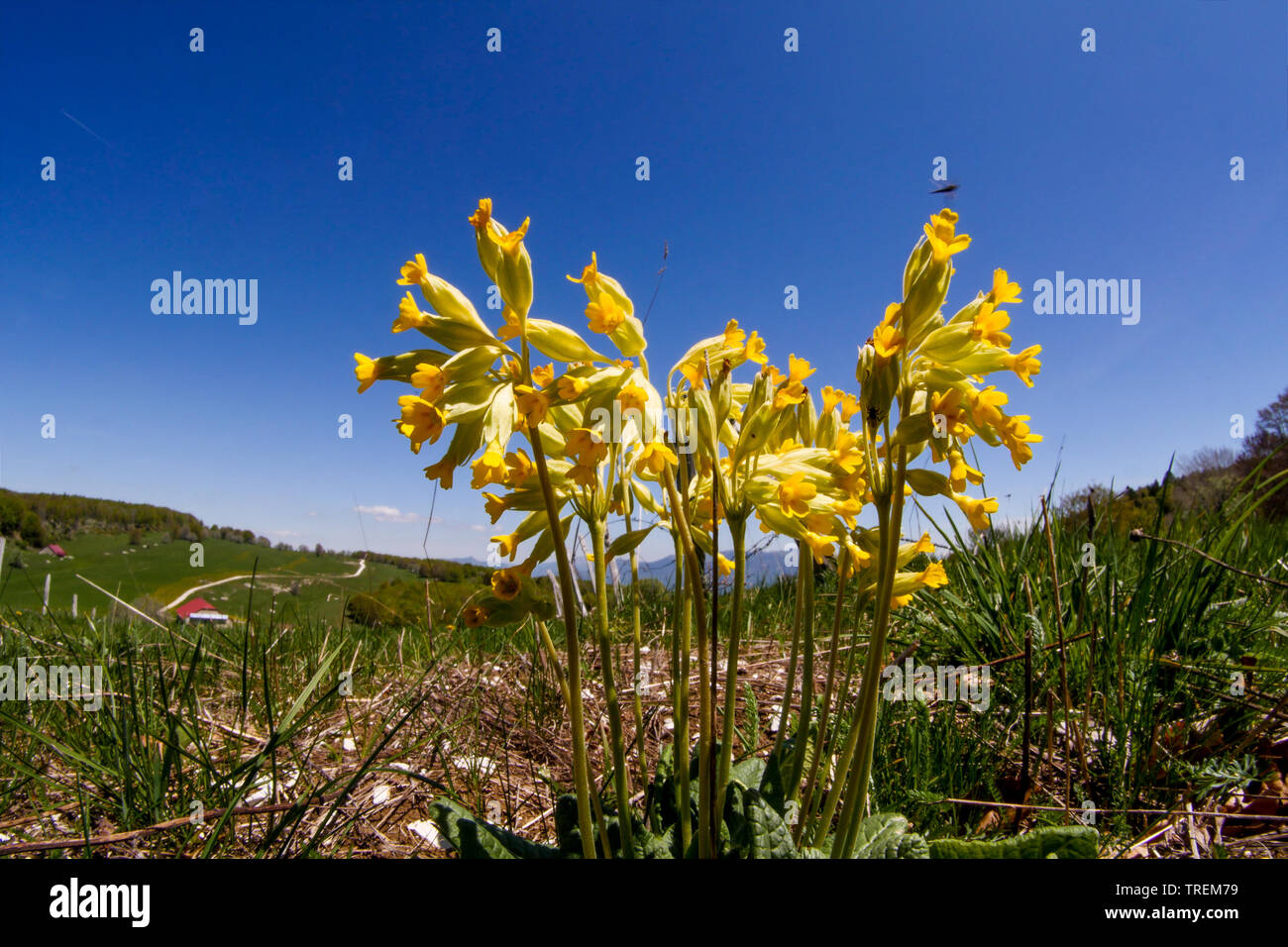 Coucou flowers, Officinale primrose (Primula veris), Plateau du Retord ...
