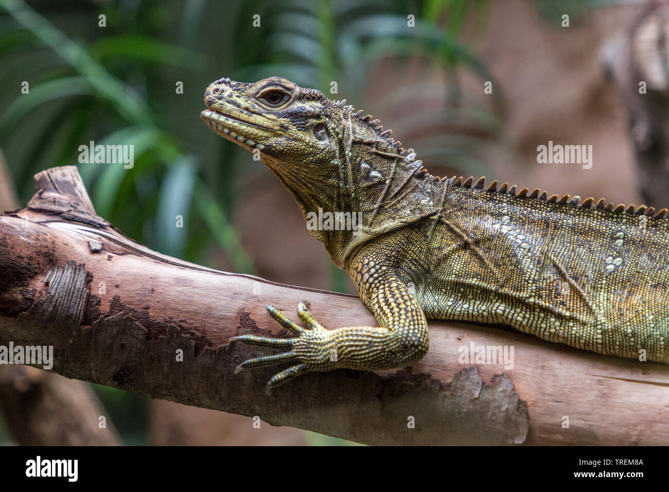 Philippine Sail-Fin Lizard Stock Photo - Alamy