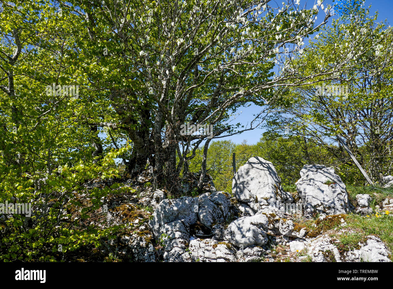 Plateau du Retord, Southern-Jura, Ain, France Stock Photo - Alamy