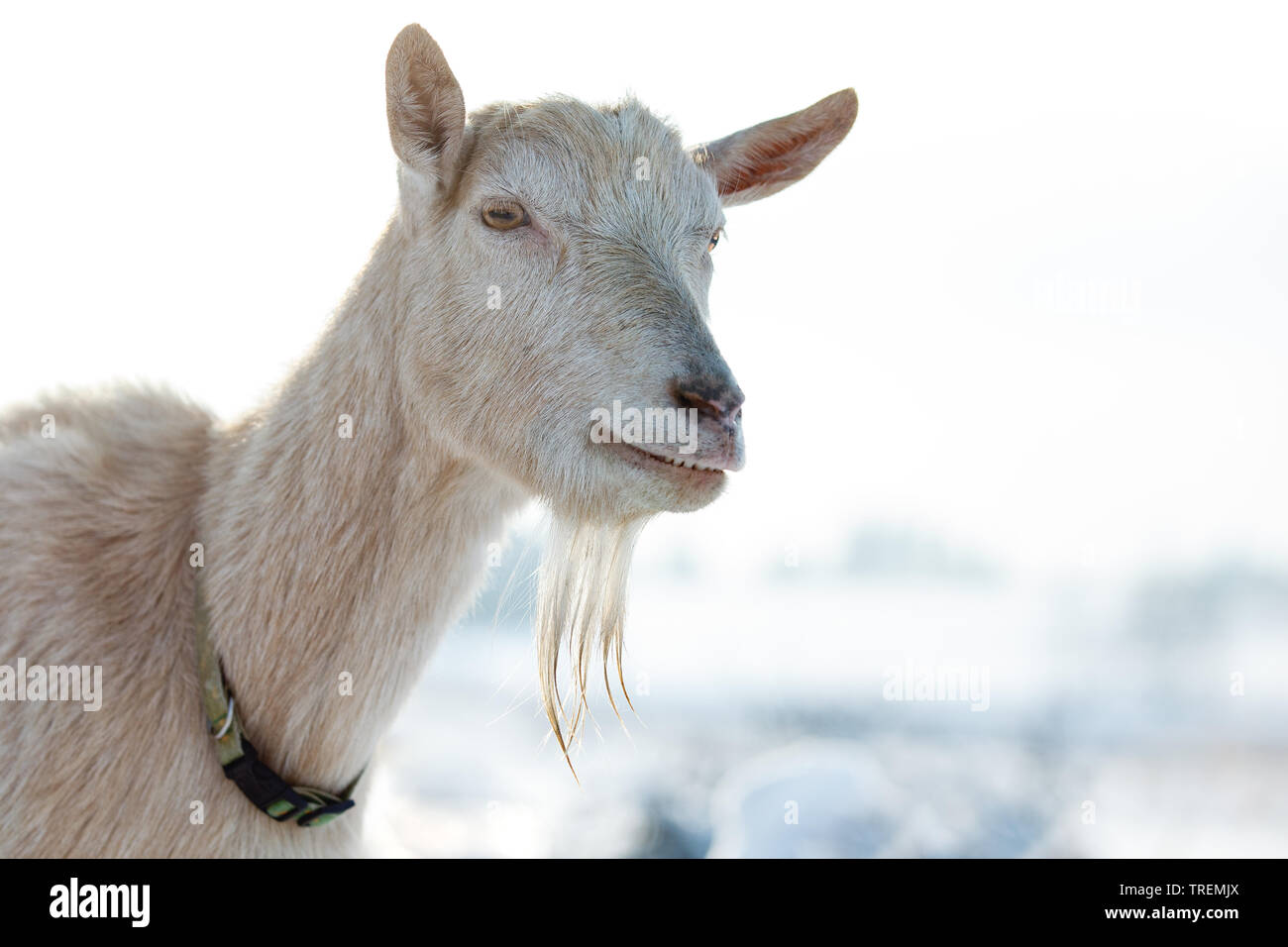 Smiling goat hi-res stock photography and images - Alamy