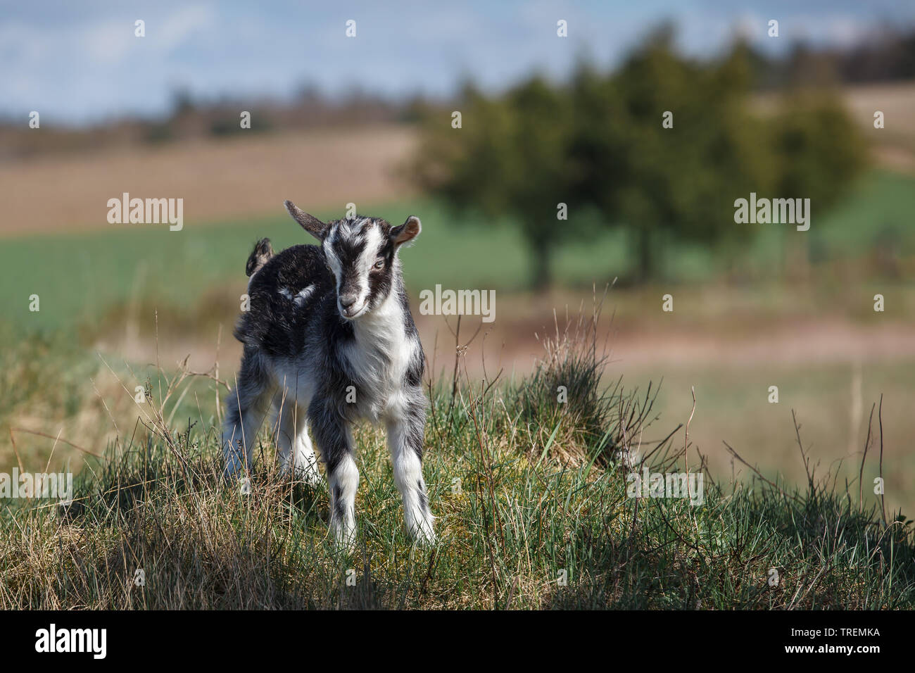 Young white and black goatling on the hill in the landscape background ...