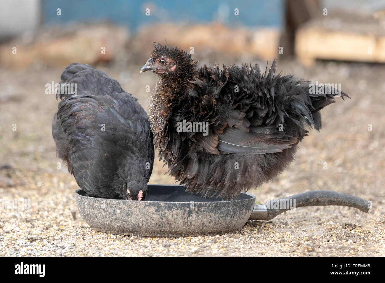 Old speckled hen hi-res stock photography and images - Alamy