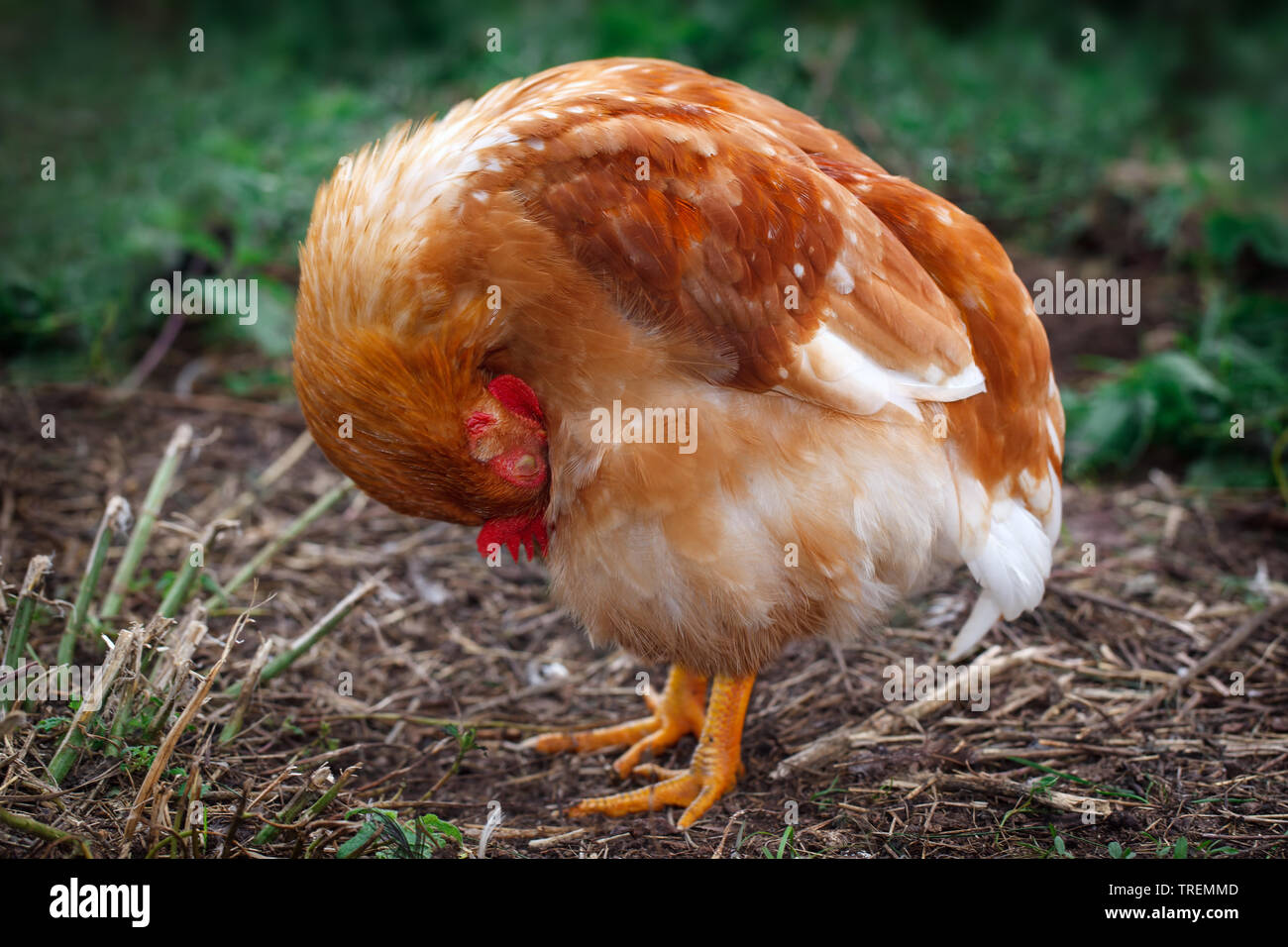 A sleeping hen's portrait Stock Photo - Alamy