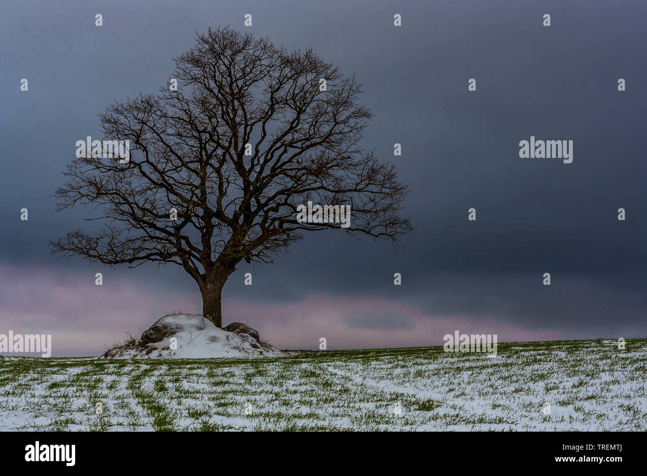Winter scene of single oak tree growing in snowy crop field with crop ...