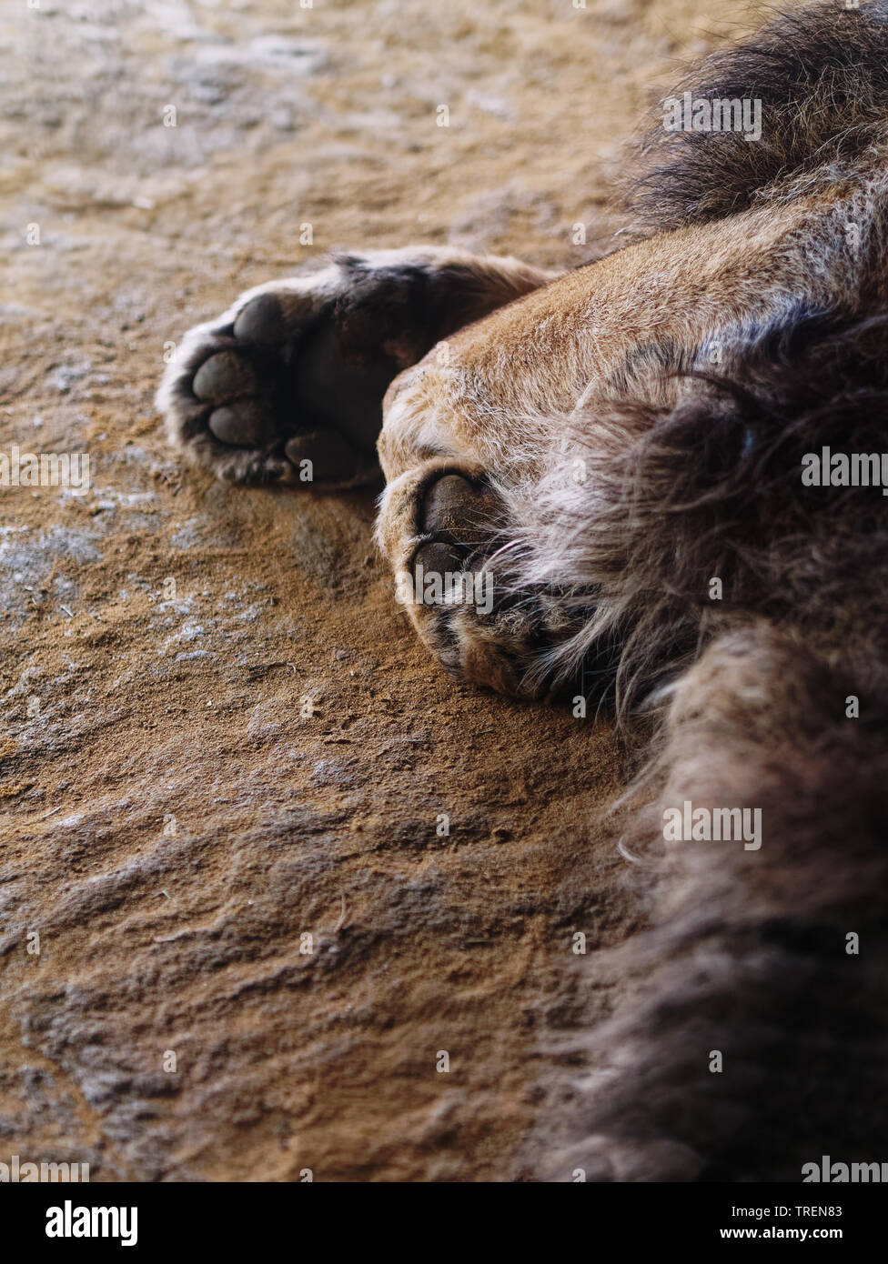 Lion pads hi-res stock photography and images - Alamy
