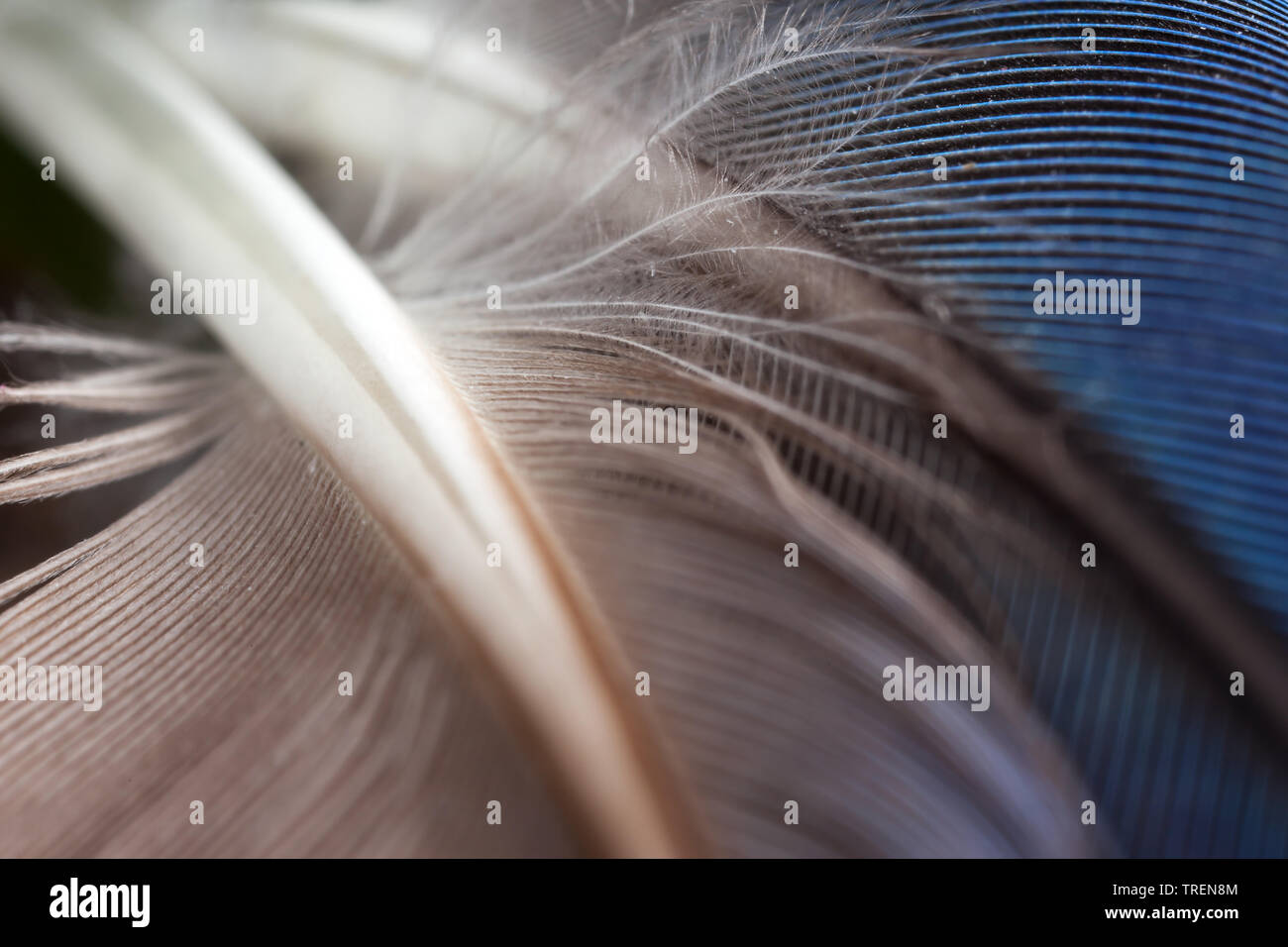 Grey blue feathers hi-res stock photography and images - Alamy
