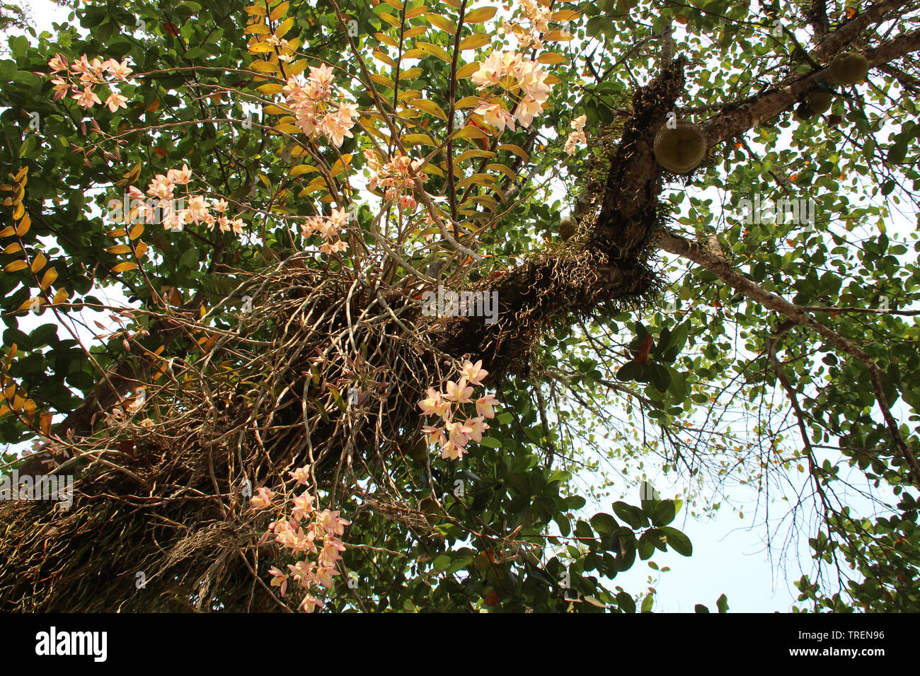 Orchids of laos hi-res stock photography and images - Alamy