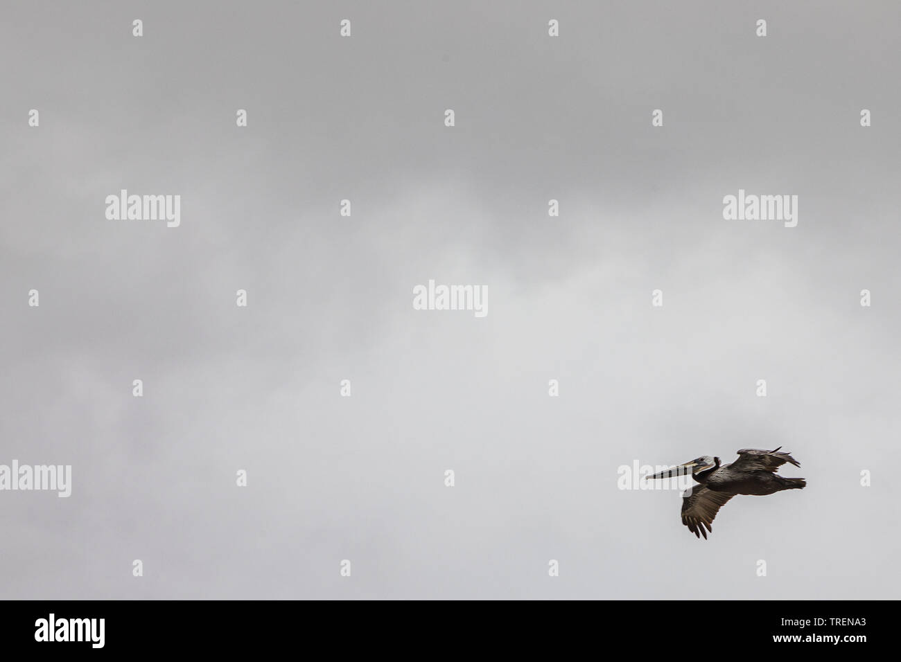 Bird with grey feather hi-res stock photography and images - Alamy