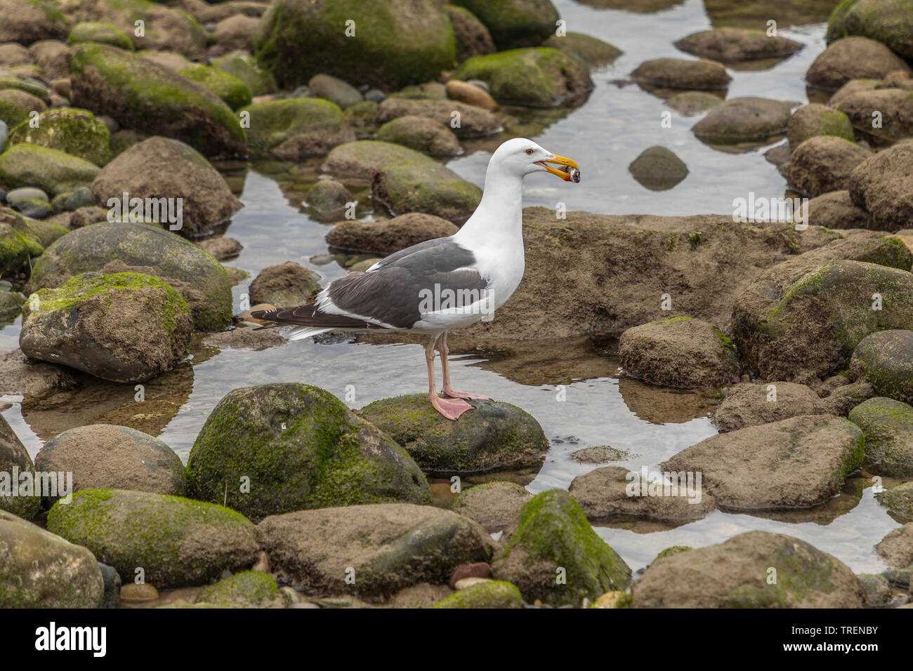 Animal bird seagull in nature hi-res stock photography and images - Alamy