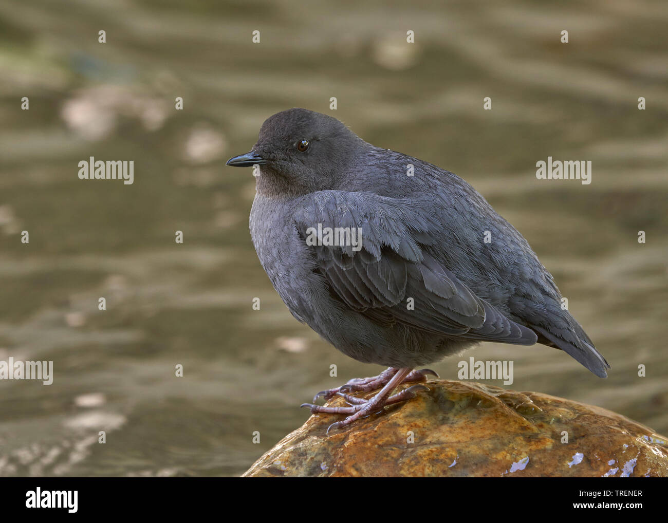 American Dipper, Sierra County California Stock Photo - Alamy