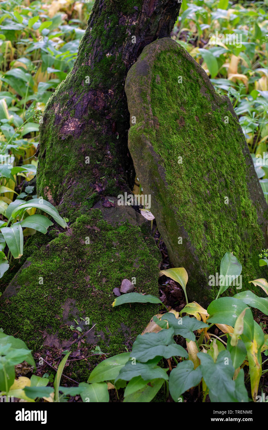 Old Jewish cemetery in Dukla, southeast of Poland Stock Photo - Alamy