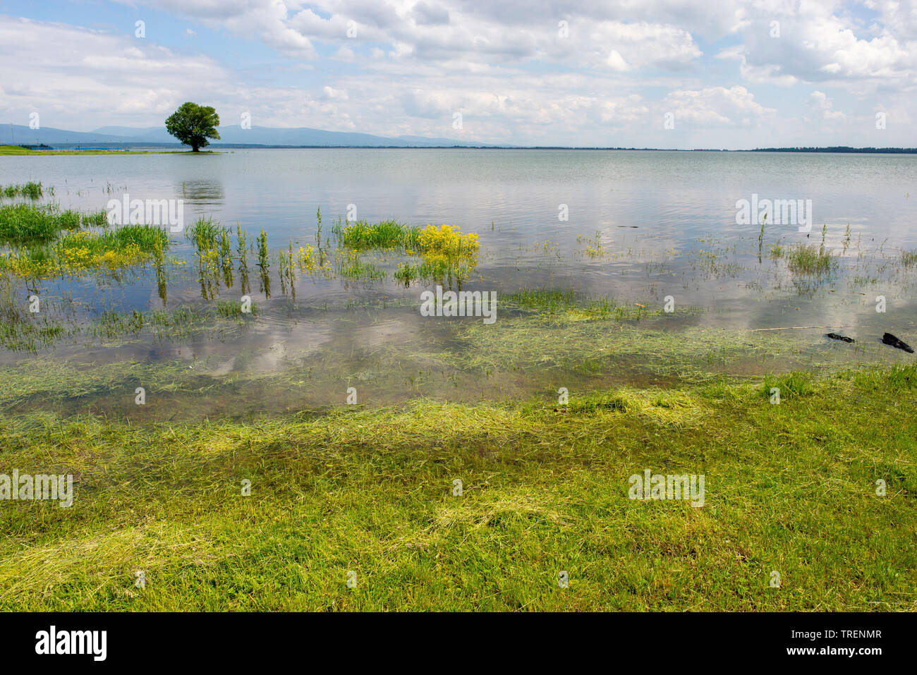 Single tree and water of Zemplinska Sirava, largest lake in Slovakia ...
