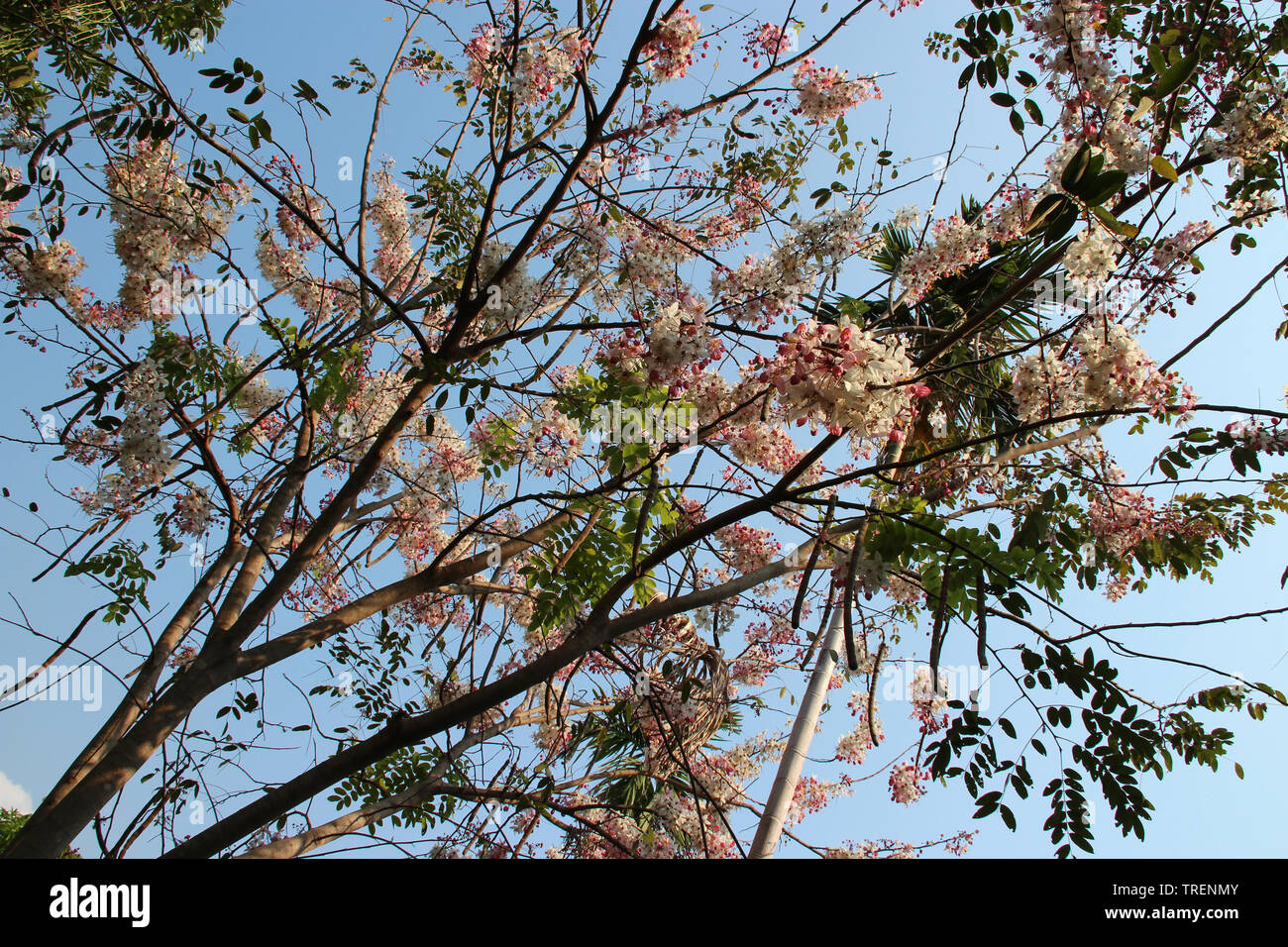 blooming tree in a garden on khone island (laos Stock Photo - Alamy