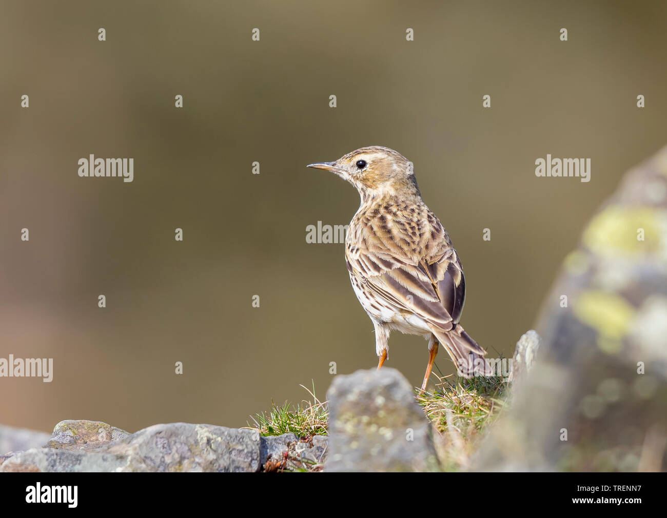 Close, rear view of wild, British, meadow pipit bird (Anthus pratensis ...
