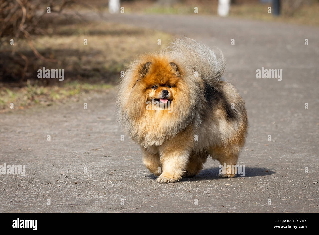 red chow chow dog outdoors in spring Stock Photo - Alamy