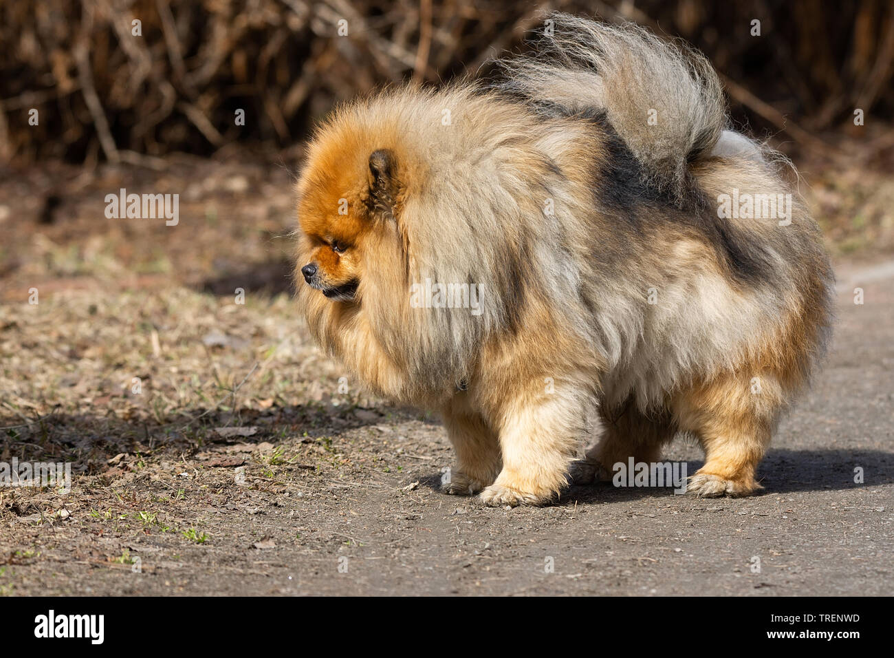 red chow chow dog outdoors in spring Stock Photo - Alamy