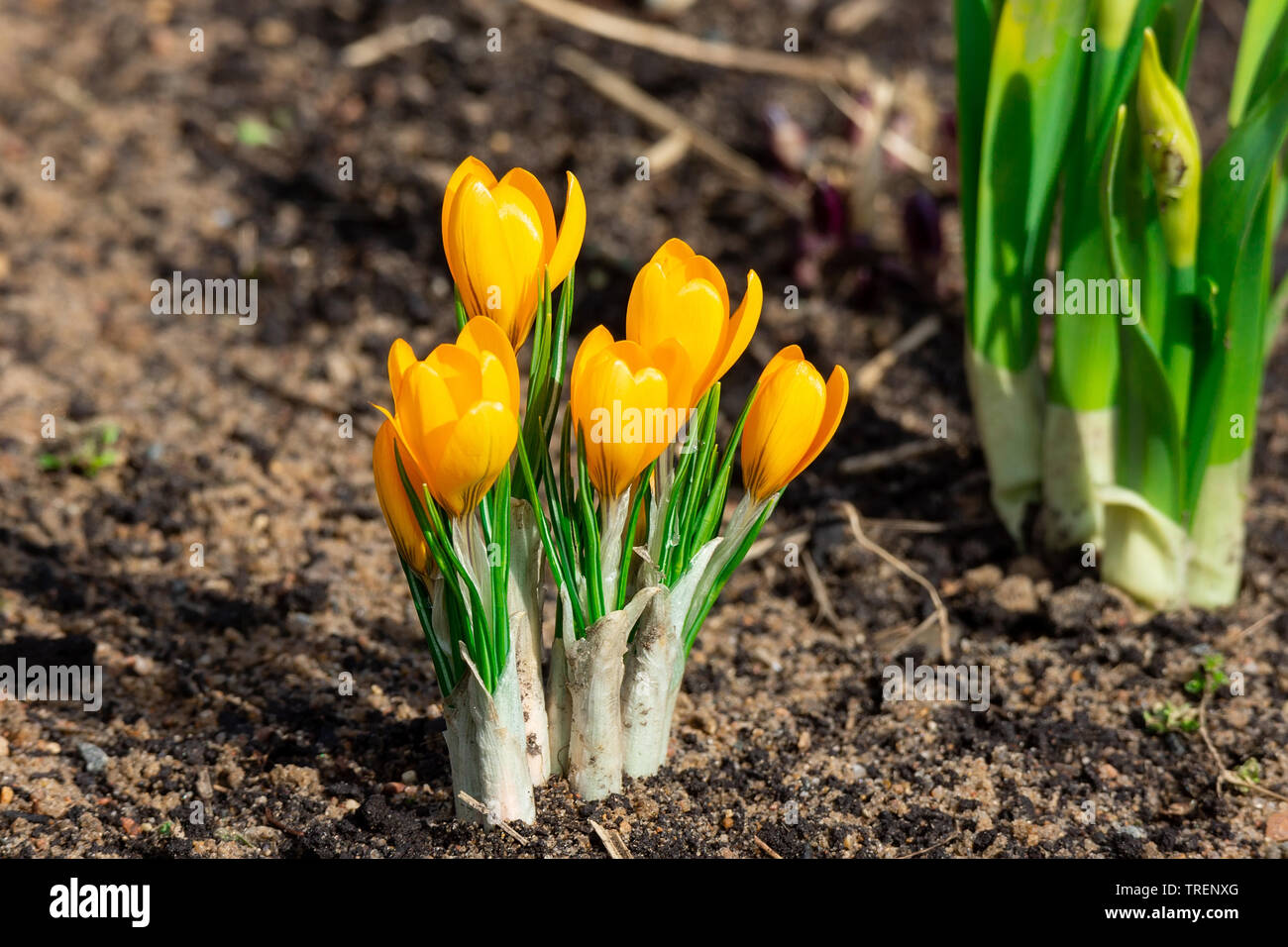 Yellow crocus flowers, Yellow Mammoth flowers in blossom in early ...