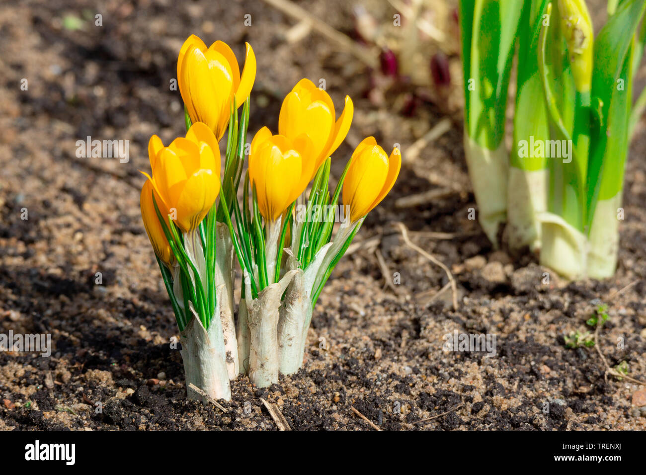 Yellow crocus flowers, Yellow Mammoth flowers in blossom in early ...