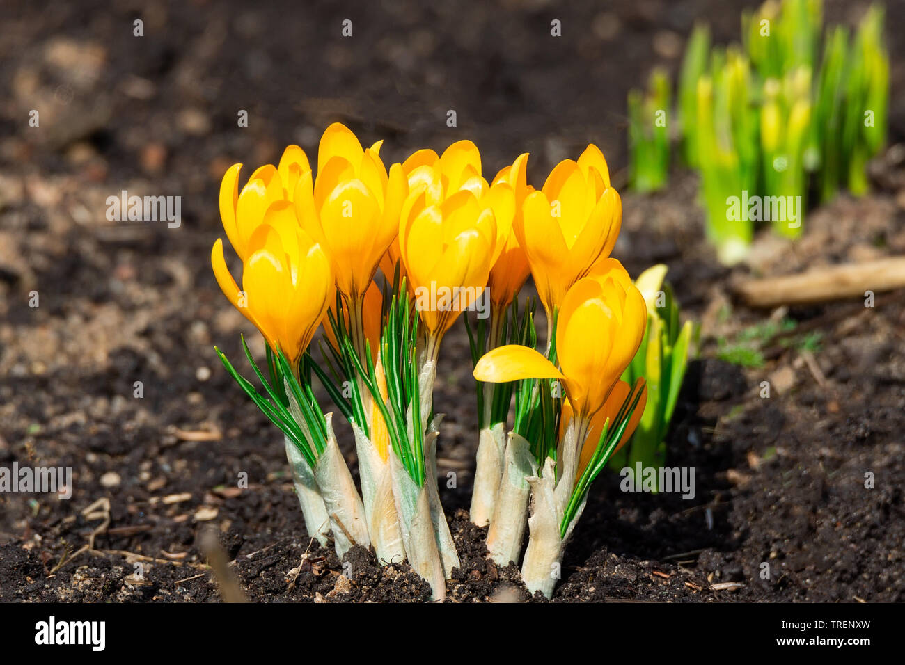 Yellow crocus flowers, Yellow Mammoth flowers in blossom in early ...