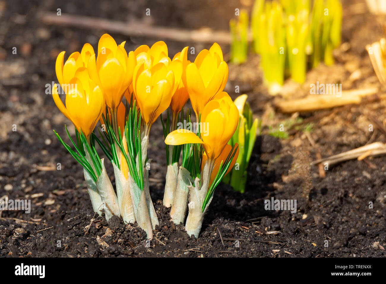 Yellow crocus flowers, Yellow Mammoth flowers in blossom in early ...
