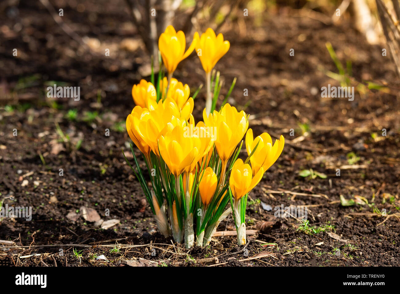 Yellow crocus flowers, Yellow Mammoth flowers in blossom in early ...
