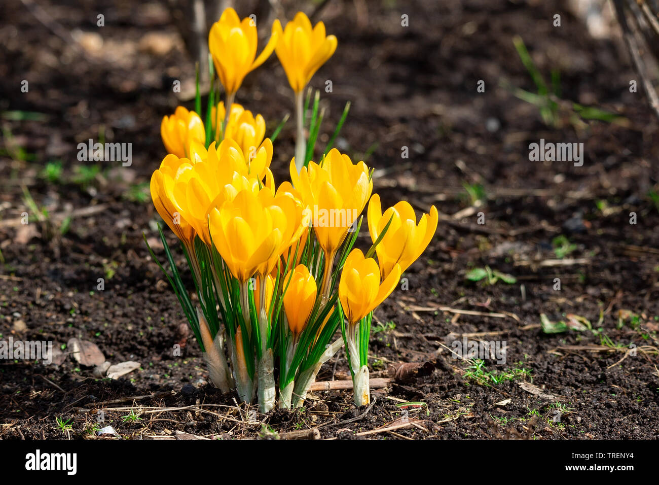 Yellow crocus flowers, Yellow Mammoth flowers in blossom in early ...