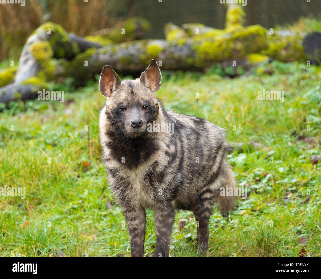 The African wild dog (Lycaon pictus) has many names and is also known ...