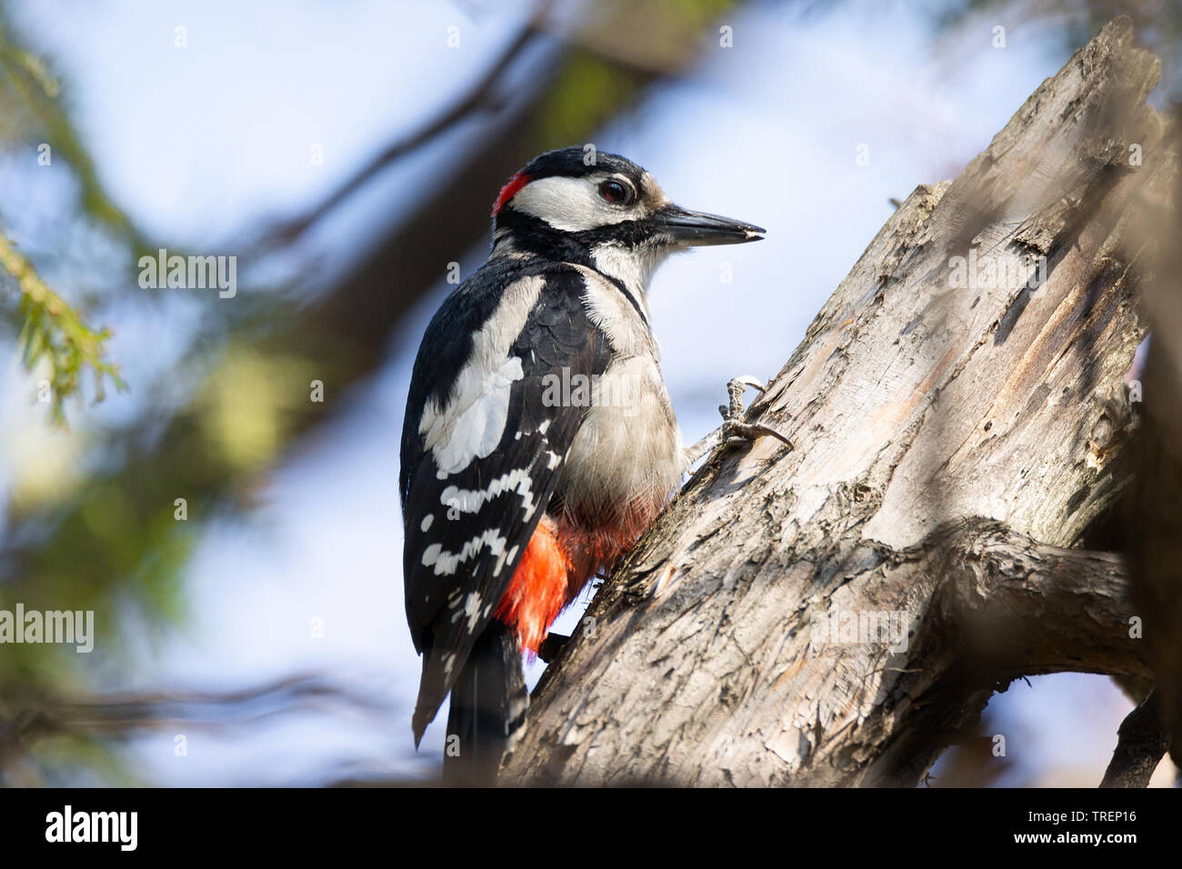Great spotted Woodpecker sitting on a branch photographed horizontally ...
