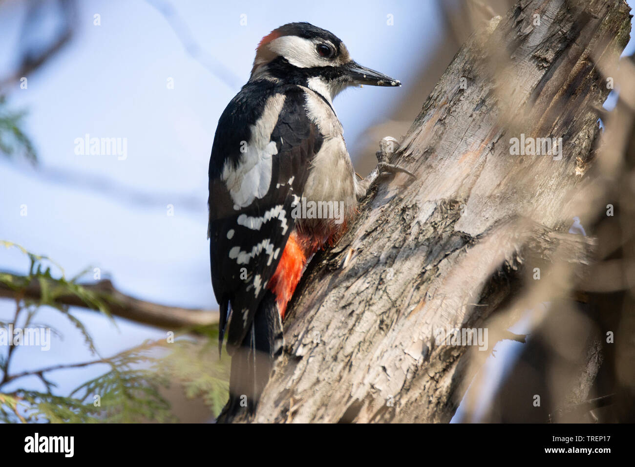 Great spotted Woodpecker sitting on a branch photographed horizontally ...