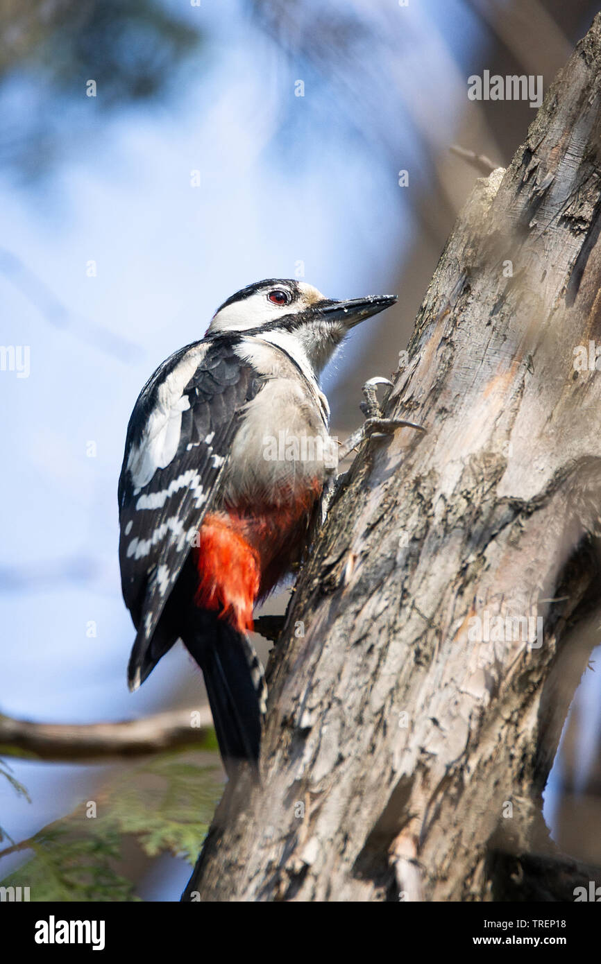 Great spotted Woodpecker sitting on a branch photographed horizontally ...