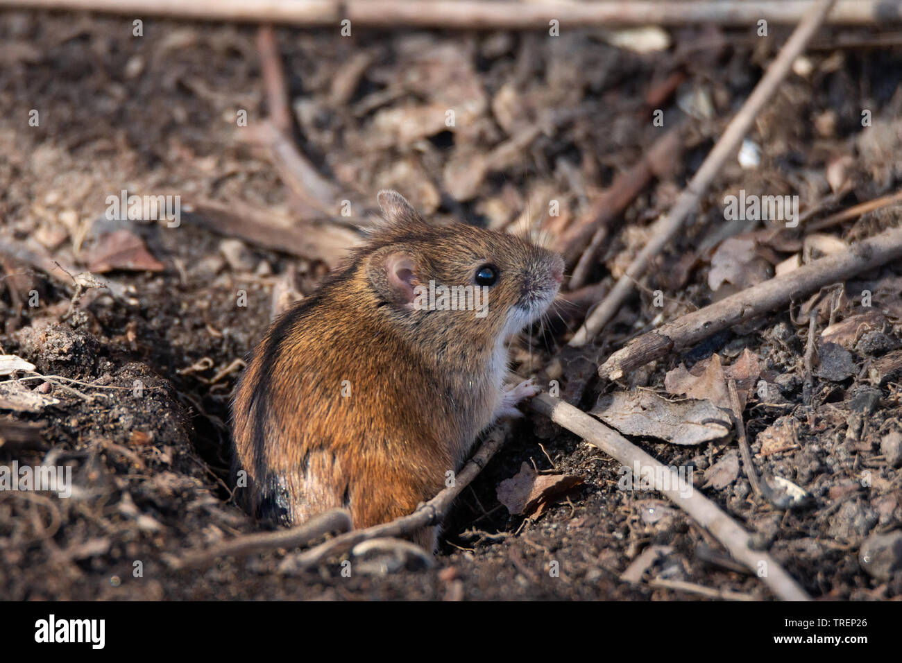Striped field mouse sitting on fallen tree in park in autumn. Cute ...