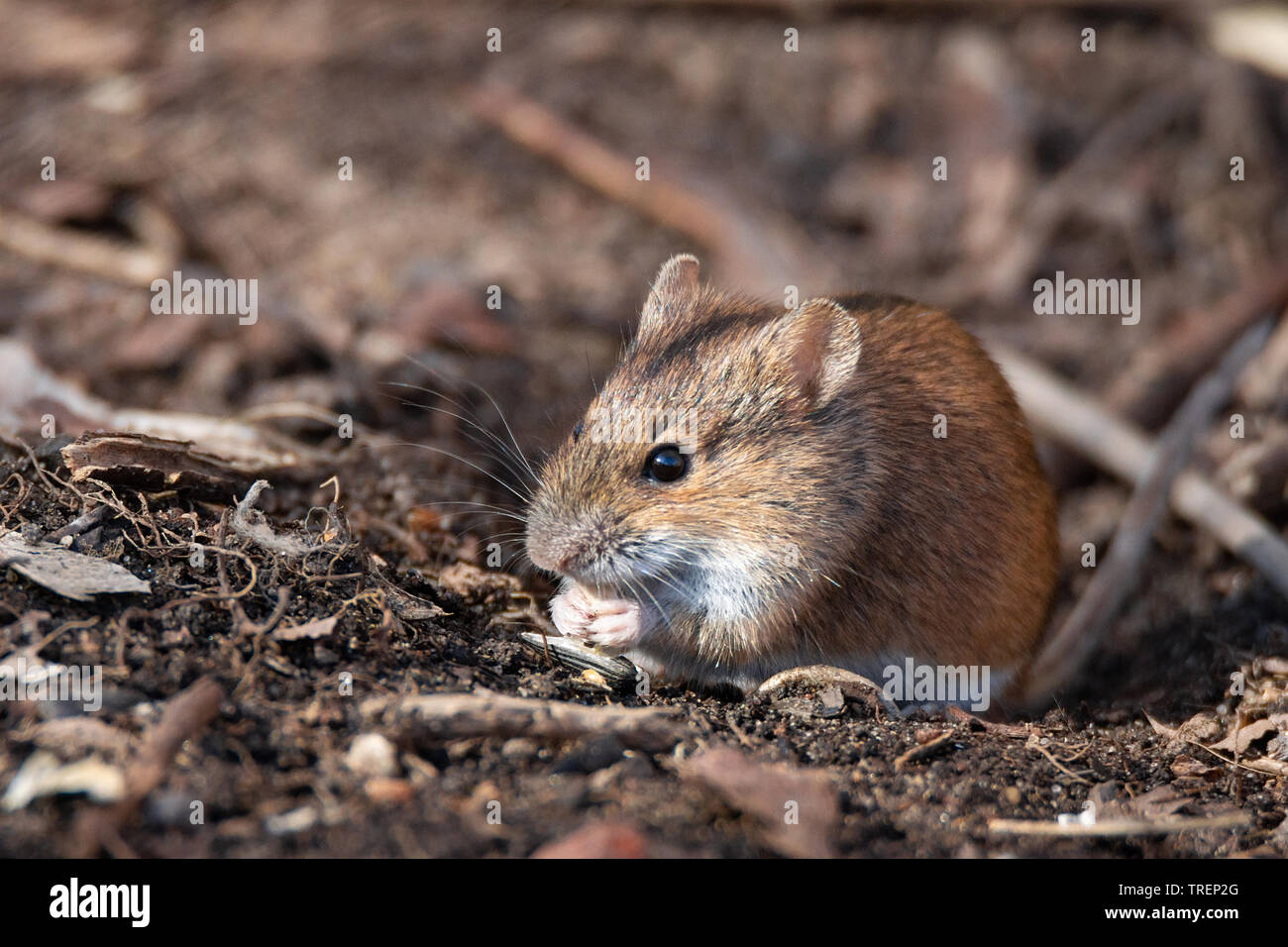 Striped Field Mouse