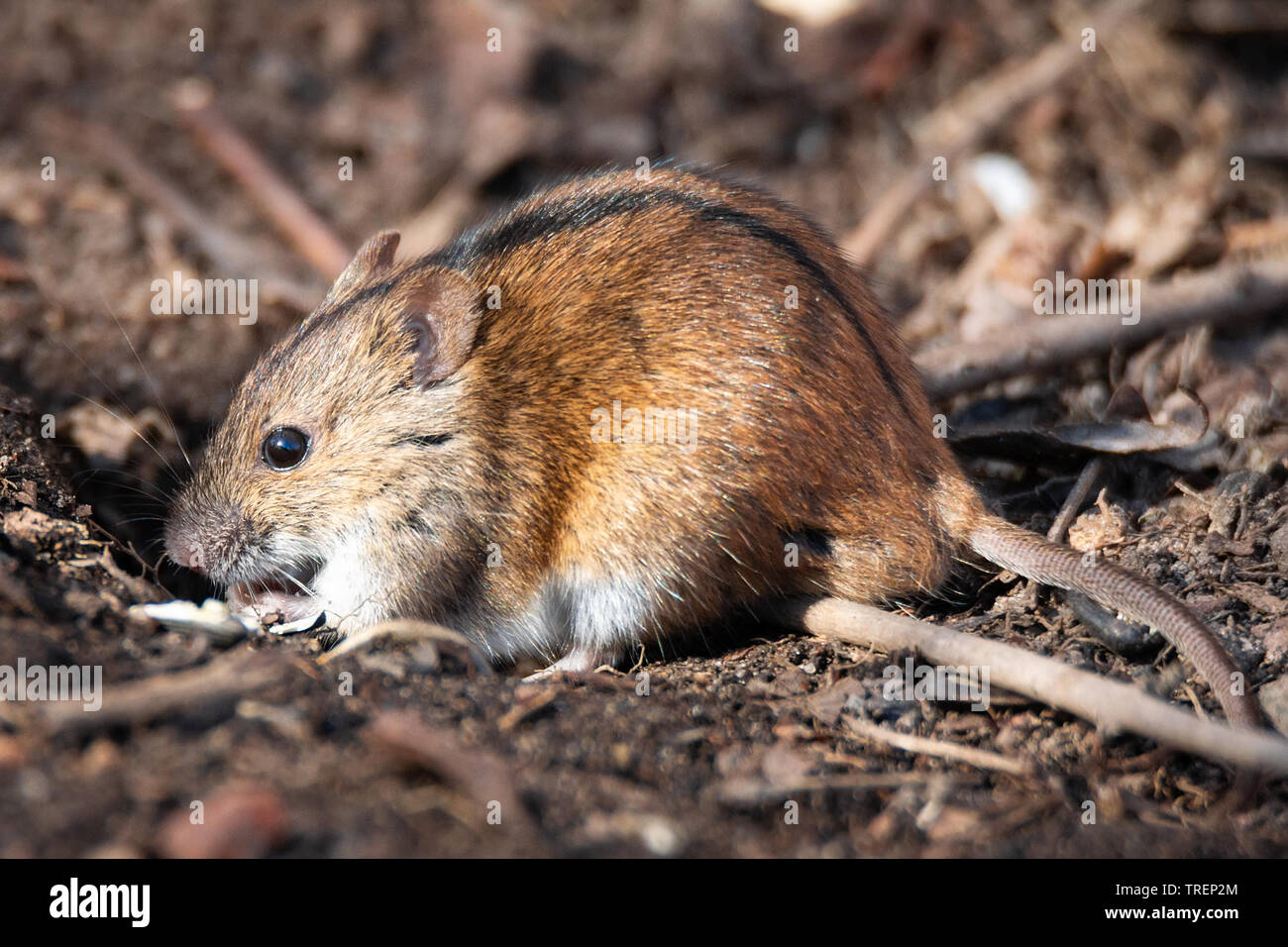 Striped field mouse sitting on fallen tree in park in autumn. Cute ...