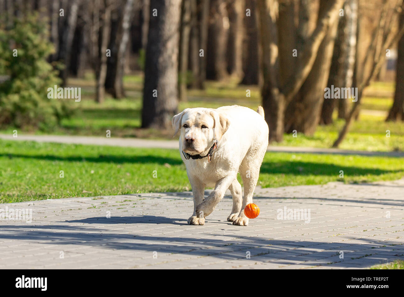 Golden labrador puppy yellow ball hi-res stock photography and images ...