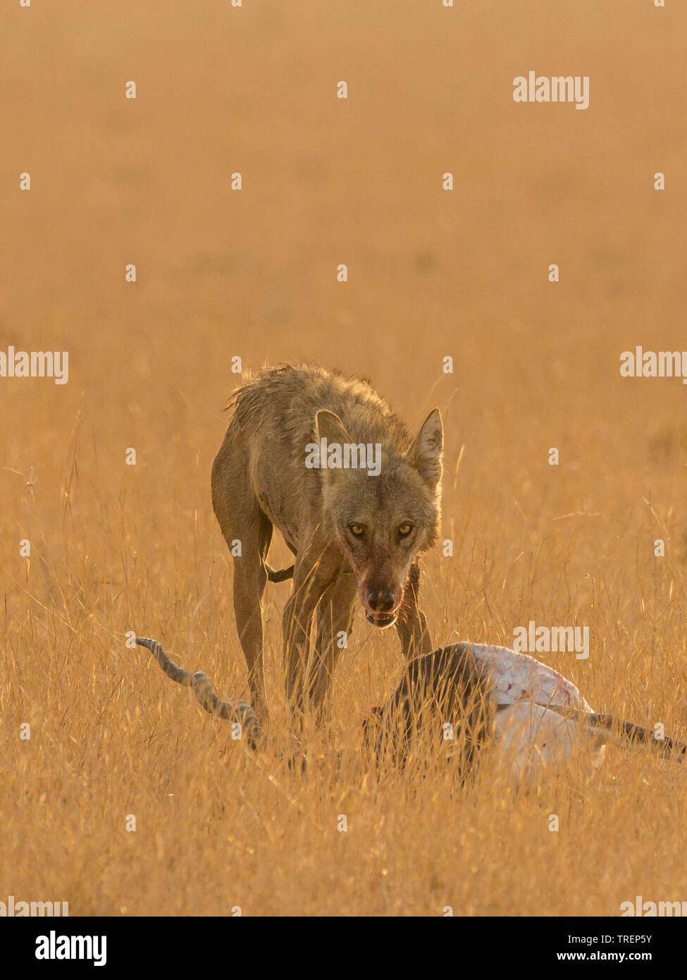 Striped Looking Wild Wolf