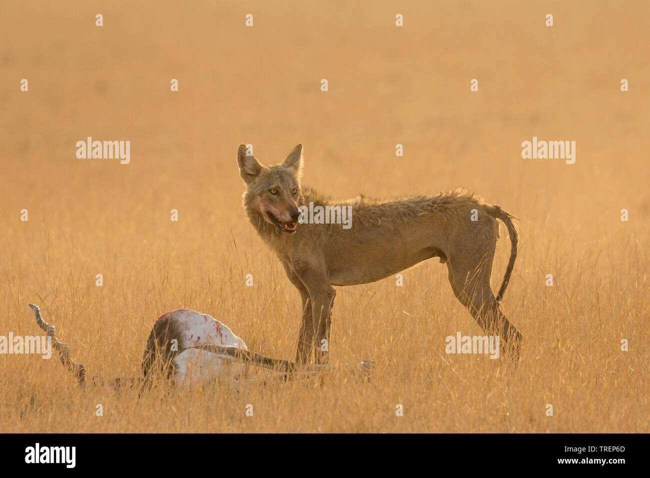 Indian wolf (Canis lupus pallipes) with male Blackbuck (Antilope ...