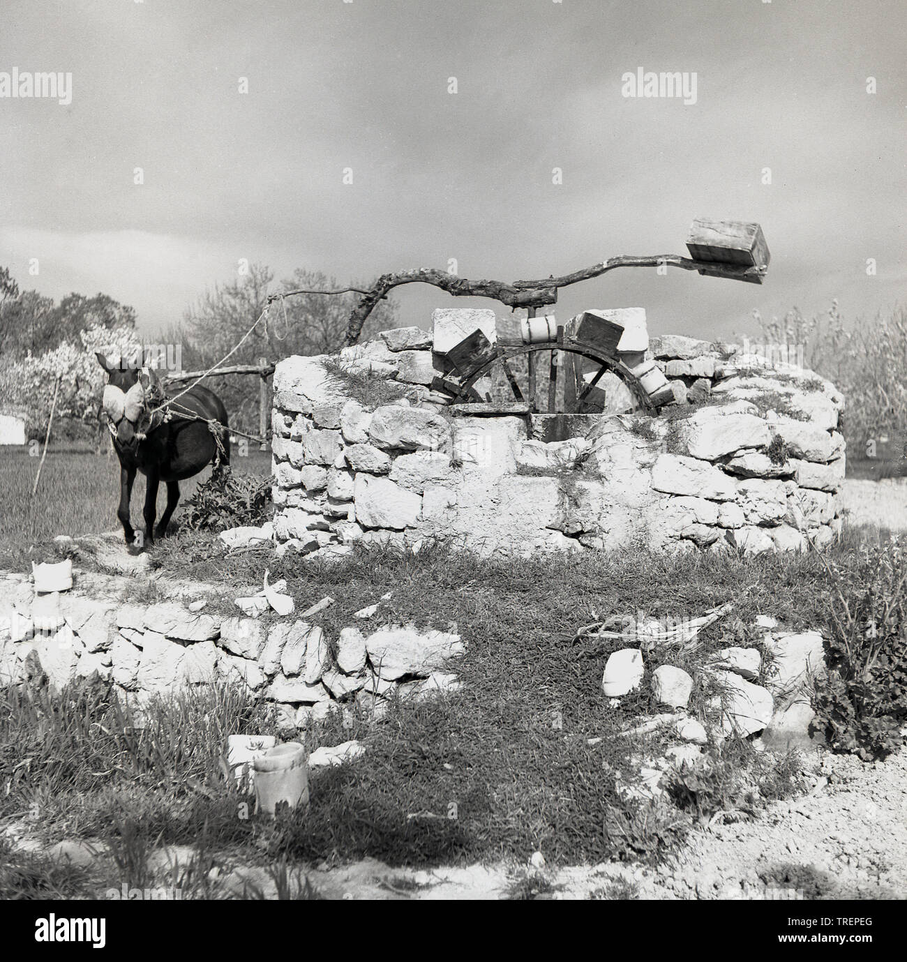 Black donkey hi-res stock photography and images - Alamy