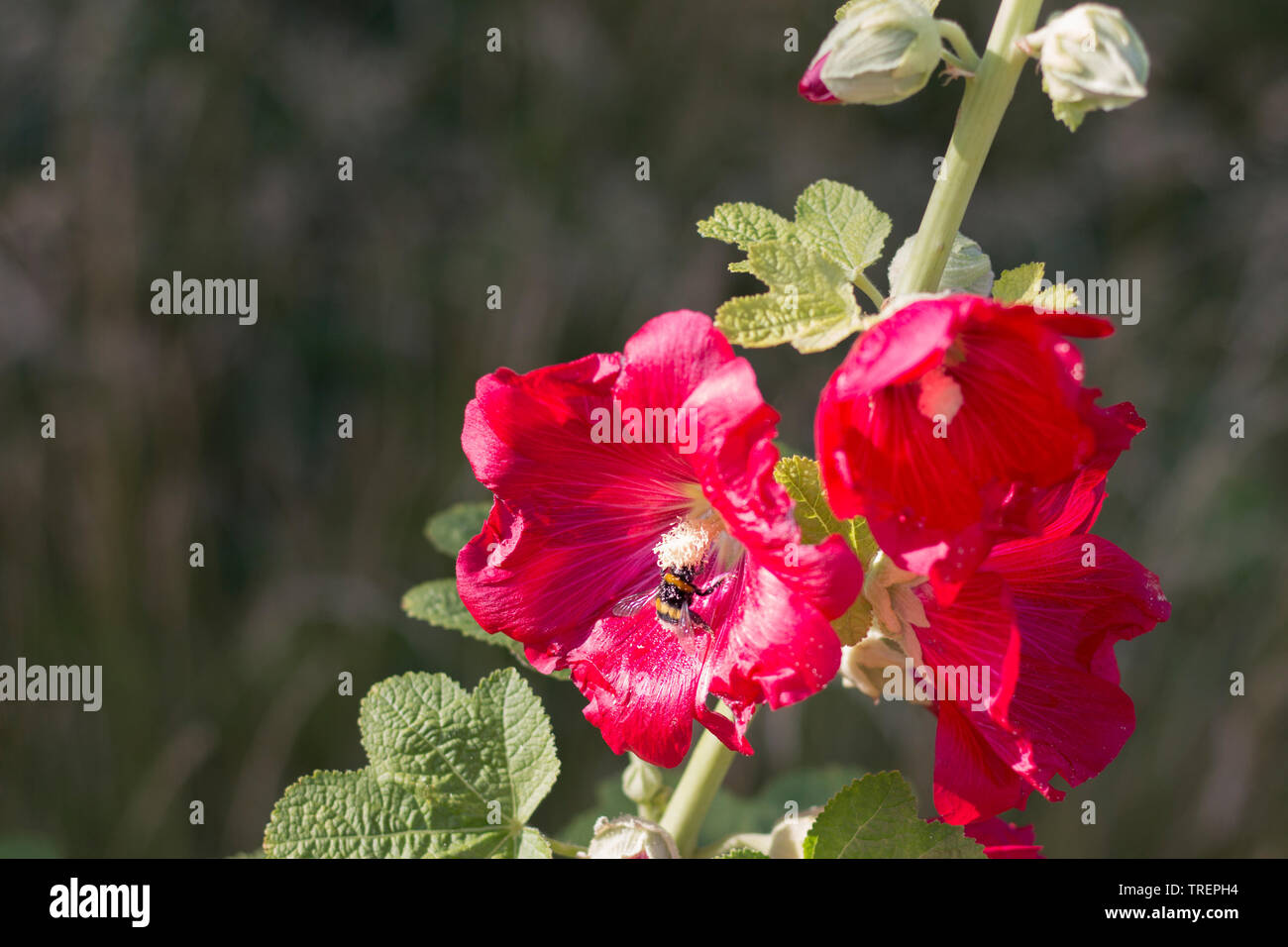 Malva Flower Red Color In High Resolution Stock Photography and Images ...