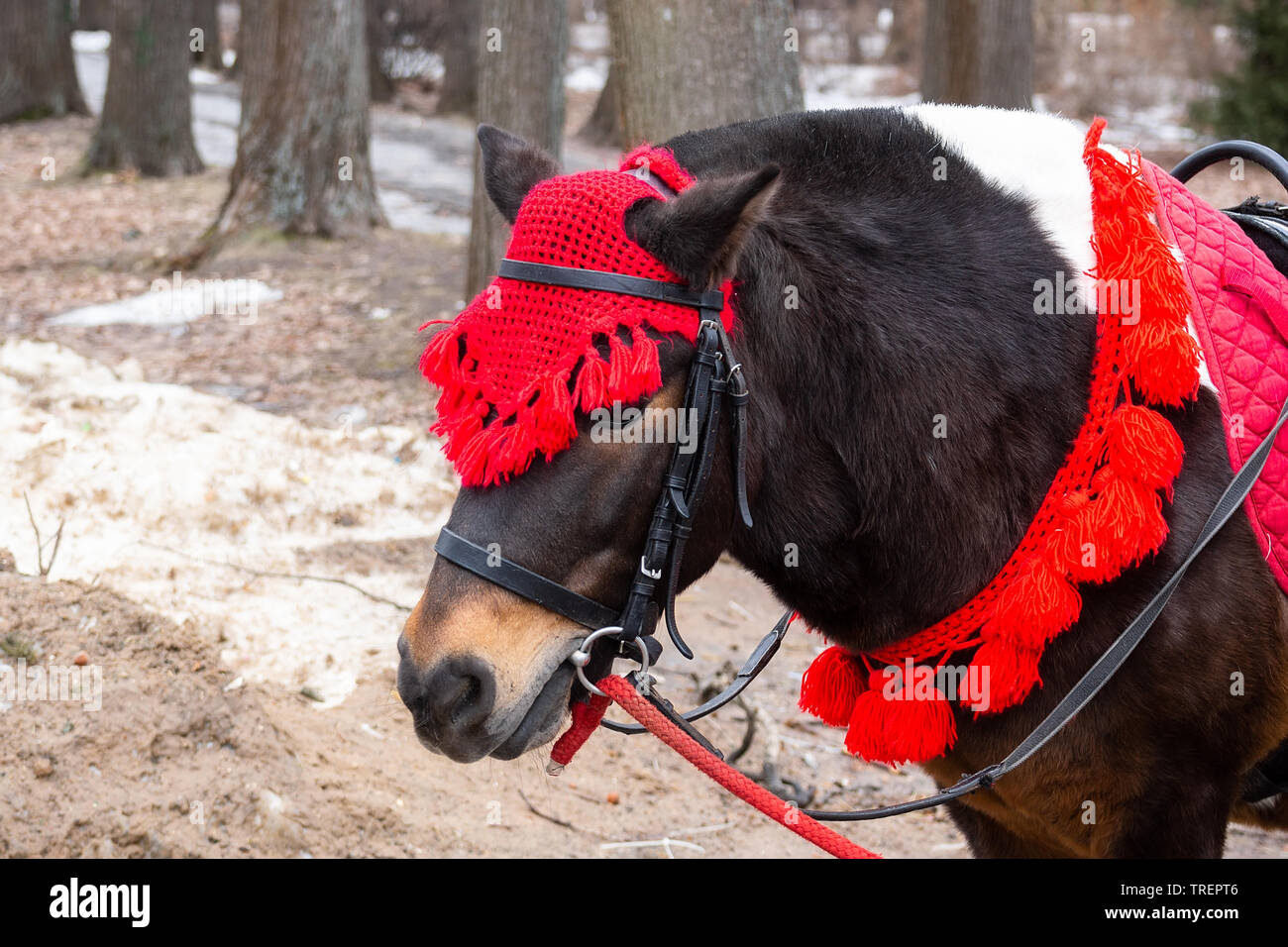 Beautiful horse in winter snow park, Pony in winter forest Stock Photo ...