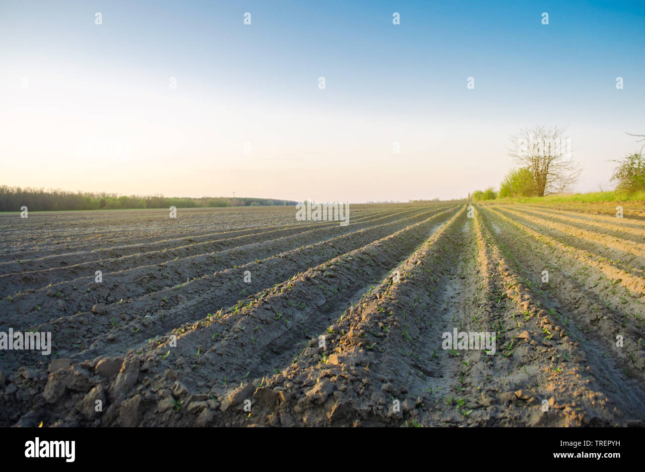 Plowed field after cultivation for planting agricultural crops ...