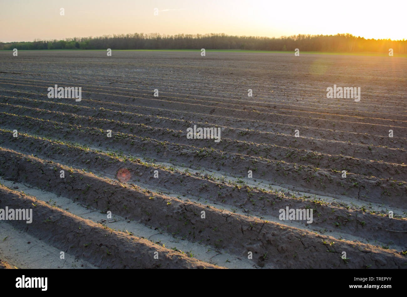 Plowed field after cultivation for planting agricultural crops ...