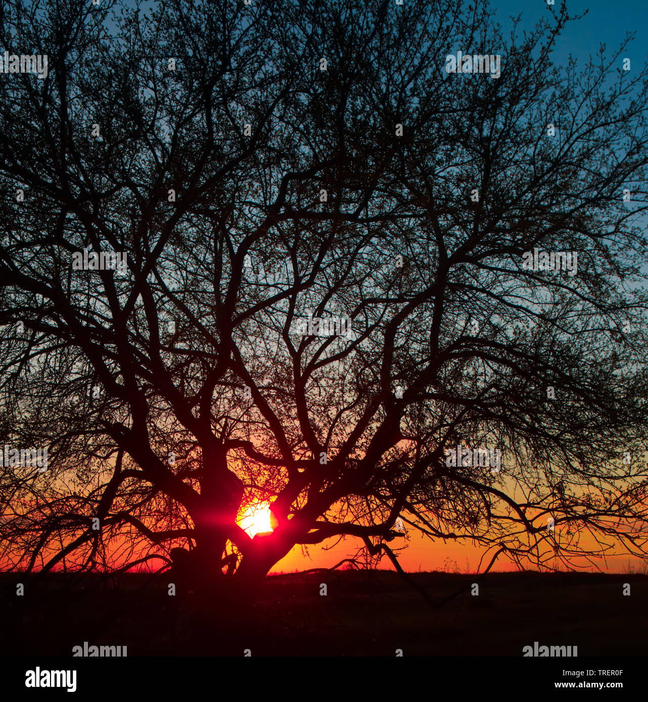 Tree in sunset against sun hi-res stock photography and images - Alamy