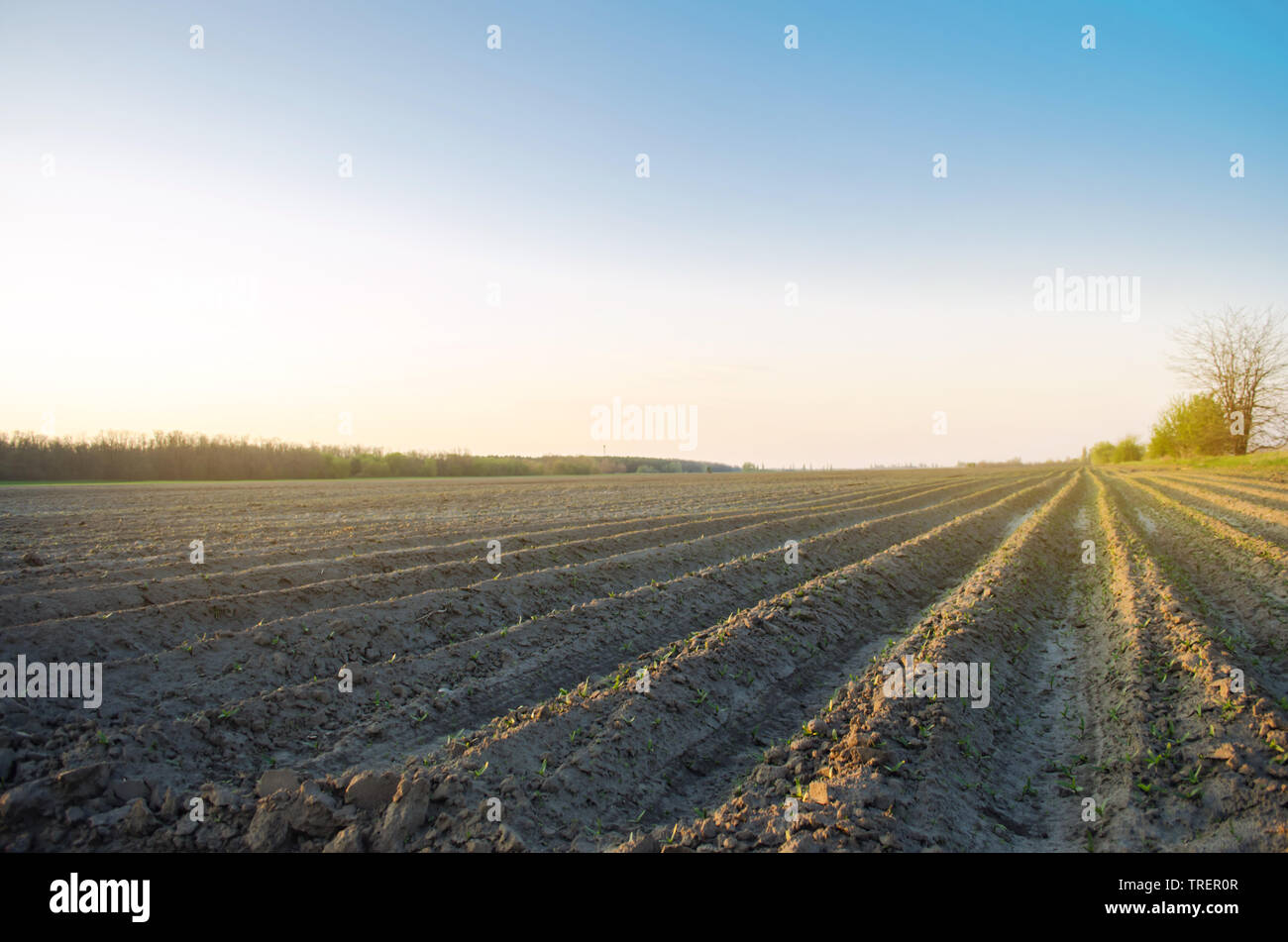 Plowed field after cultivation for planting agricultural crops ...