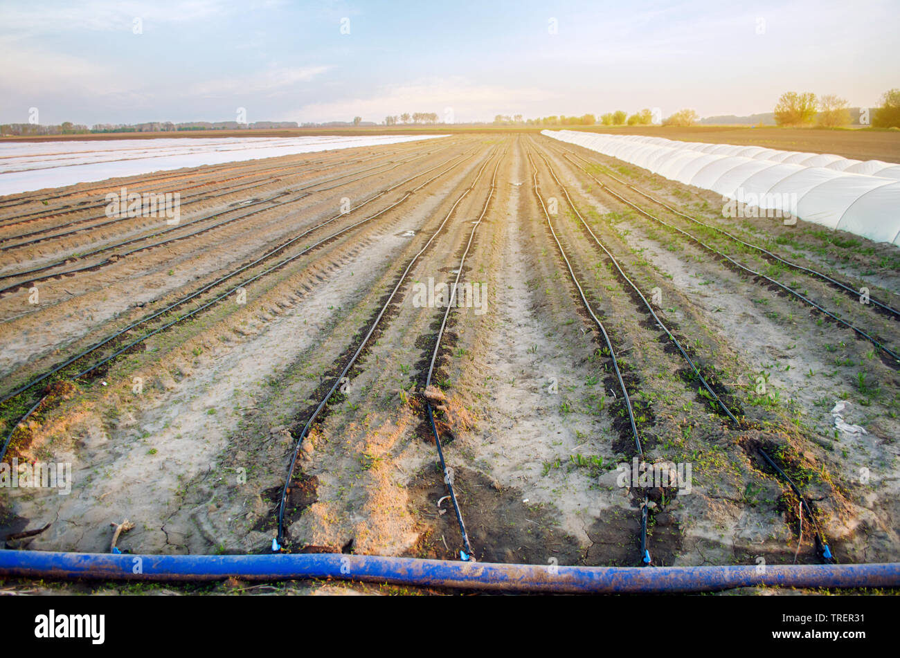 Drip irrigation on the field. Benefits : early harvest, water saving ...
