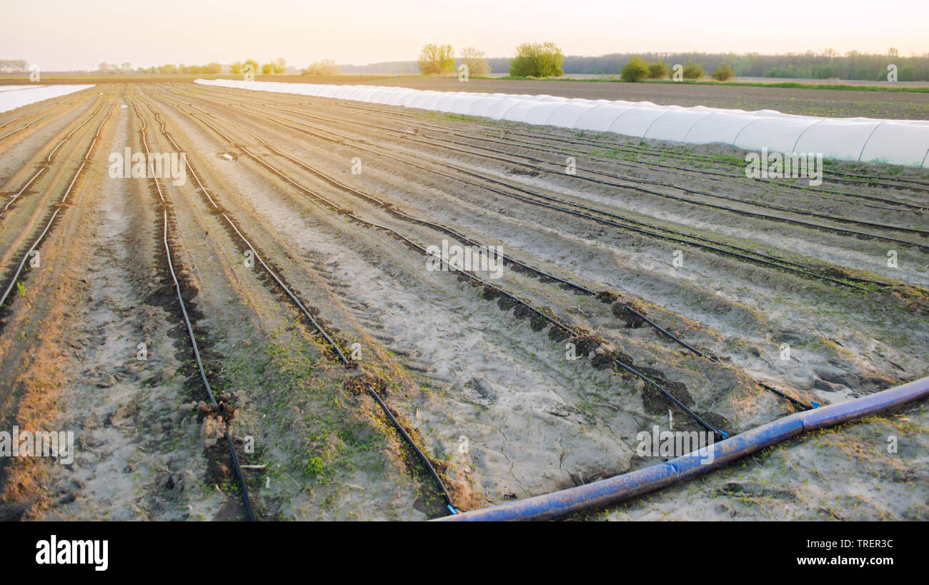 Drip irrigation on the field. Benefits : early harvest, water saving ...